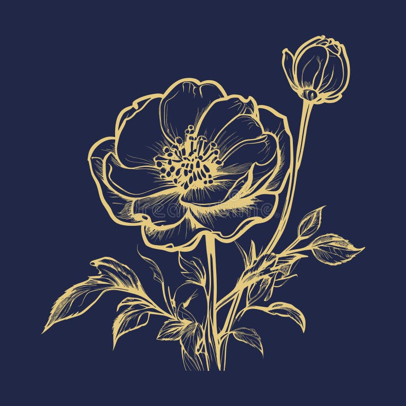 Hand Drawn Rose Flower Isolated on Dark Blue Background. Vector ...