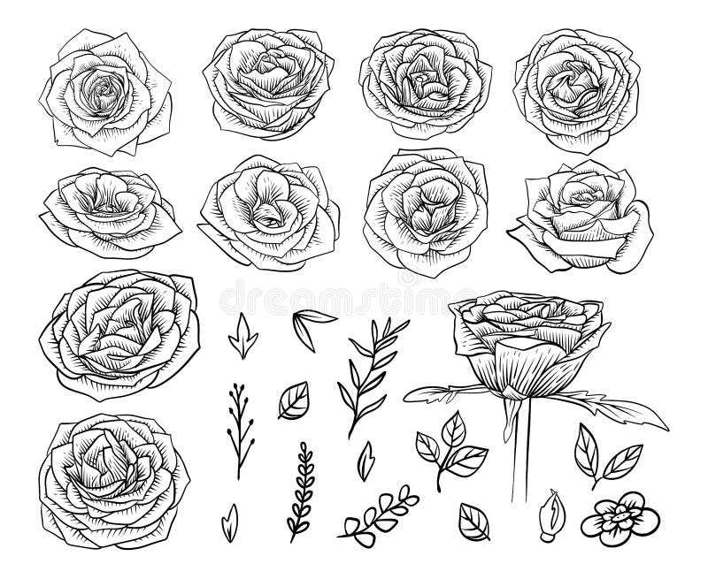 Hand Drawn Rose Flower Line Art Clip Art Stock Illustration ...