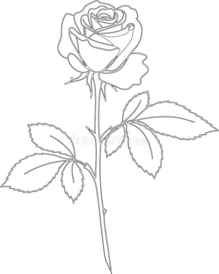 "Hand-drawn Rose Line Art Black Outline on White Background Vector ...