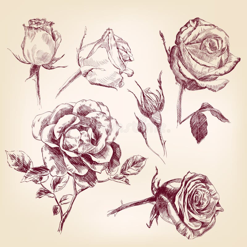 Hand drawn roses set stock vector. Illustration of etched - 30684522