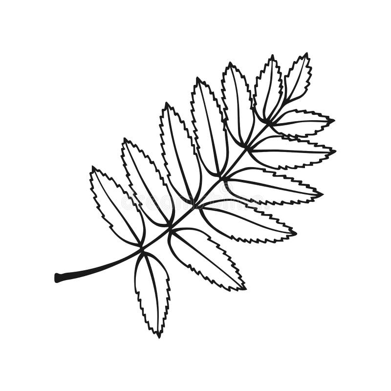 Hand Drawn Rowan Leaf Outline. Line Art Style Isolated on White ...