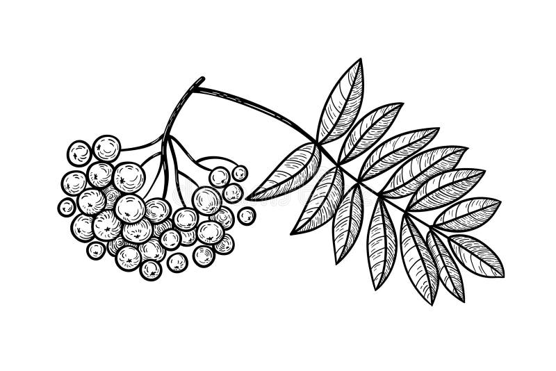Hand Drawn Rowan Tree Branch. Botanical Engraving Illustration Stock ...