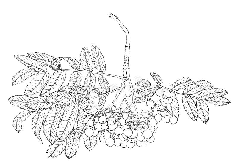 Hand Drawn Rowan Tree Isolated on White Background Stock Vector ...