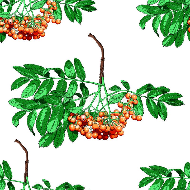 Hand Drawn Rowan Tree Seamless Pattern Isolated on White Background ...