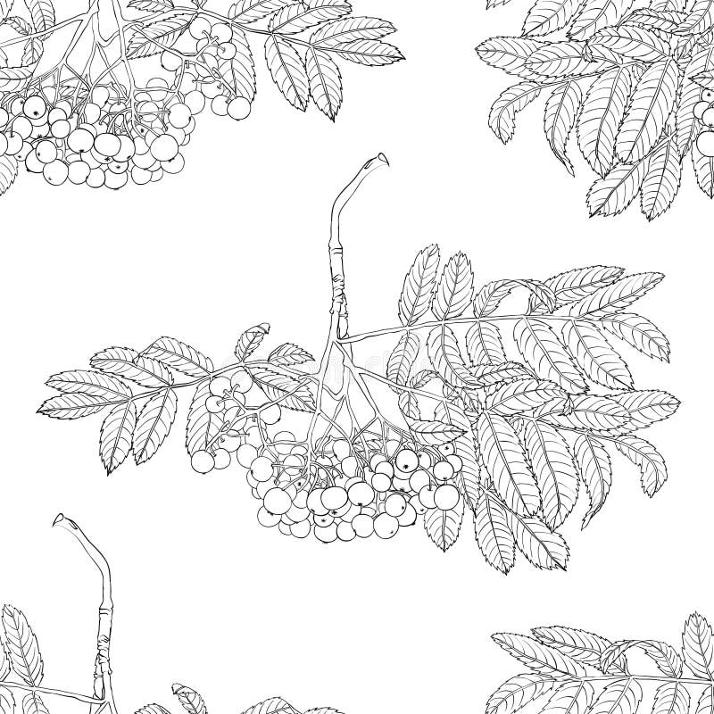 Hand Drawn Rowan Tree Seamless Pattern Isolated on White Background ...