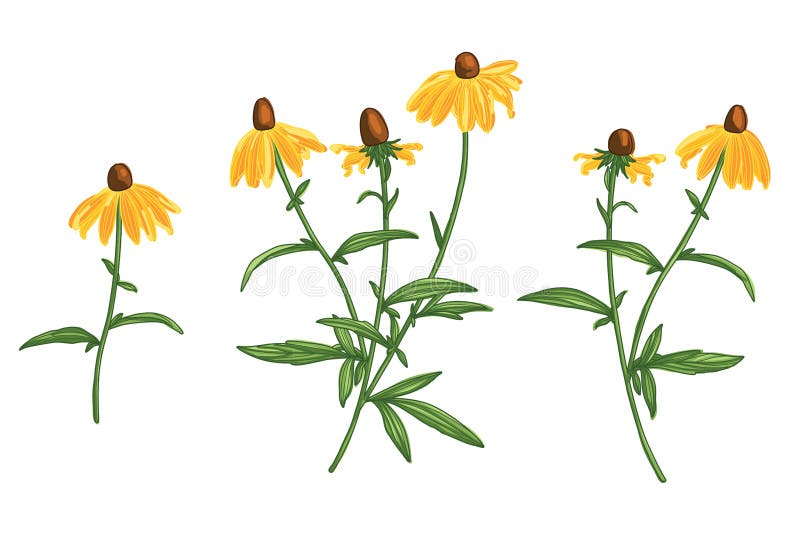 Drawing Rudbeckia Stock Illustrations – 353 Drawing Rudbeckia Stock ...