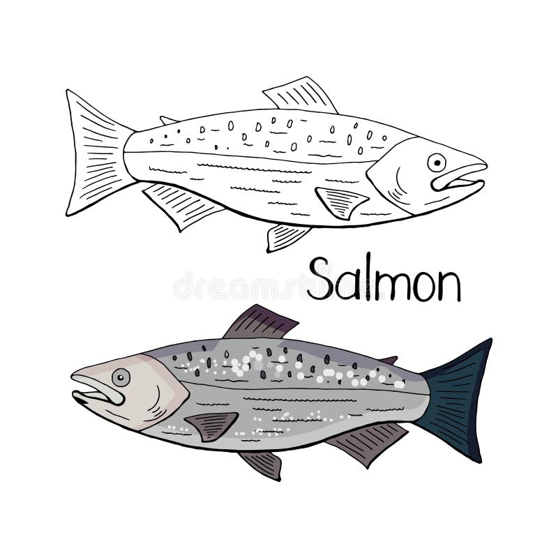 Hand Drawn Salmon Fish Black and White and Color Isolated on White ...