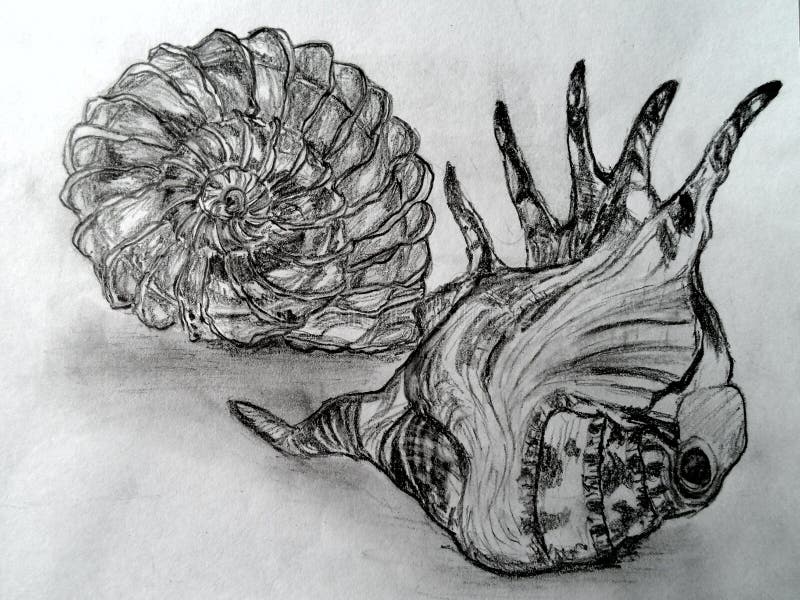 Cockle, Shell Illustration, Drawing, Engraving, Ink, Realistic Stock ...