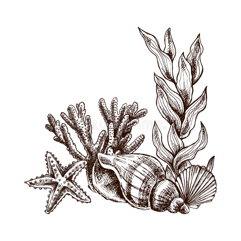 Hand-drawn Sea Composition from Seashells, Algae, Starfish, Shells ...