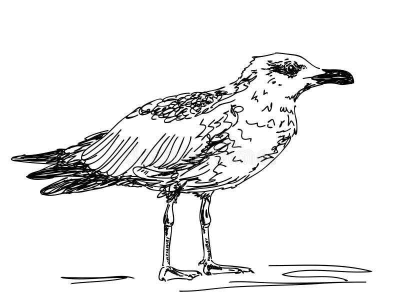 Sea Gull Draw Sketch Stock Illustrations – 96 Sea Gull Draw Sketch ...