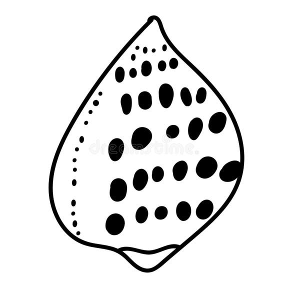 Hand-drawn Sea Shell Outline in Clean Black and White Vector Format ...