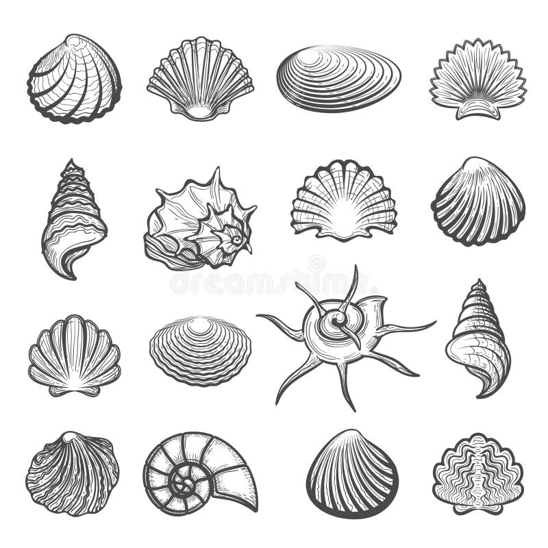 Hand drawn sea shell set stock vector. Illustration of collection ...
