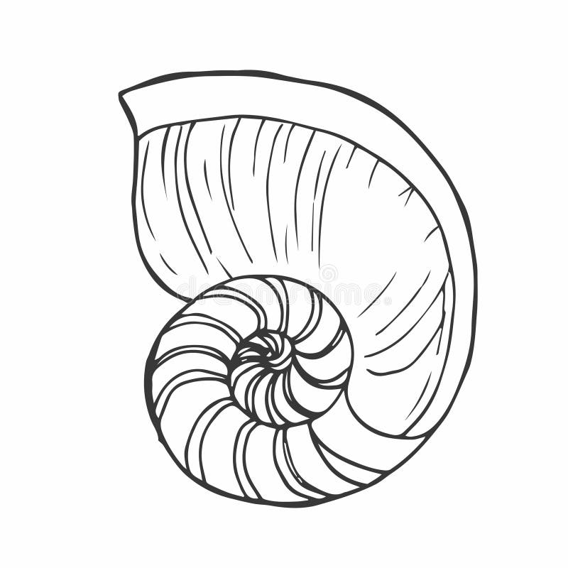 Hand Drawn Sea Shells Vector Sketch Stock Vector - Illustration of ...