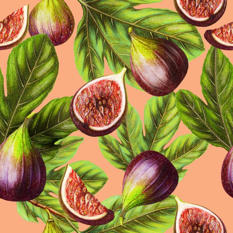 Hand Drawn Seamless Botanical Pattern of Fig Fruit Stock Illustration ...