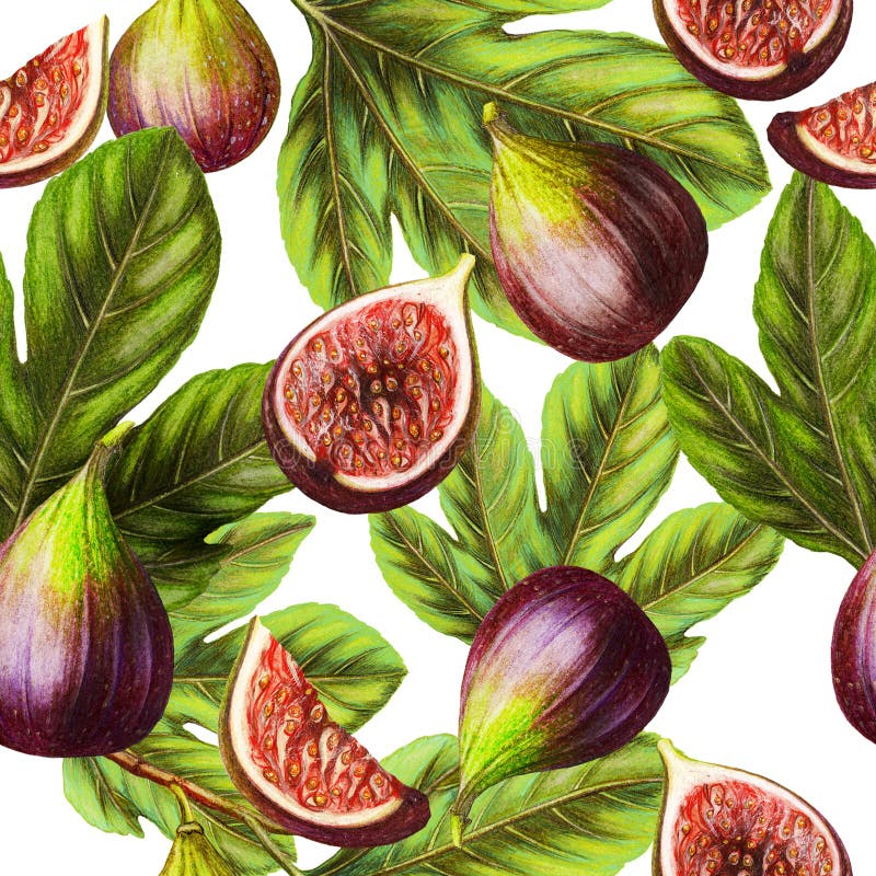 Hand Drawn Seamless Botanical Pattern of Fig Fruit Stock Illustration ...