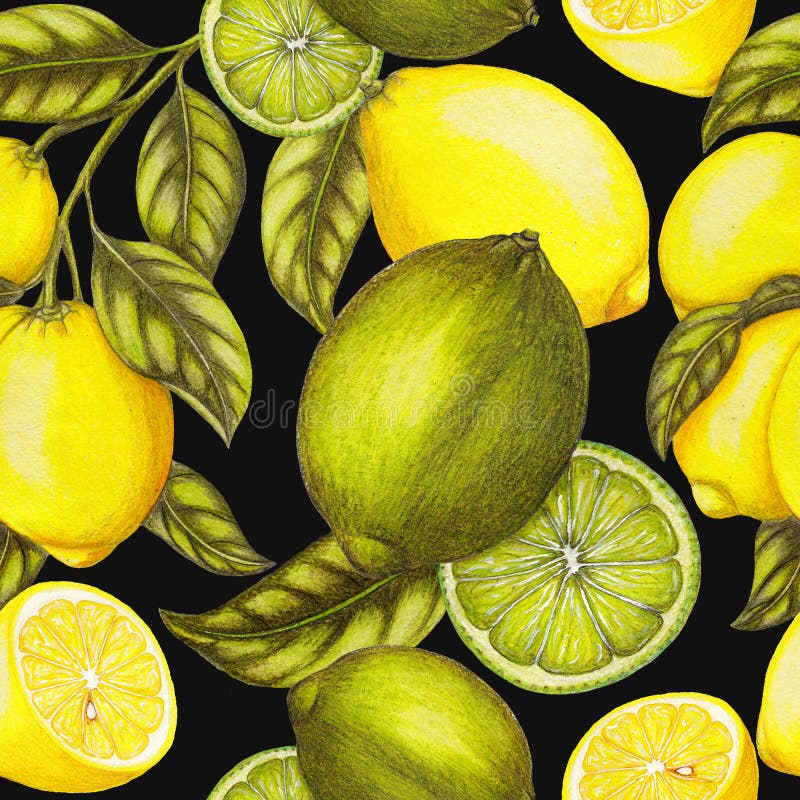 Hand Drawn Seamless Citrus Pattern Stock Illustration - Illustration of ...