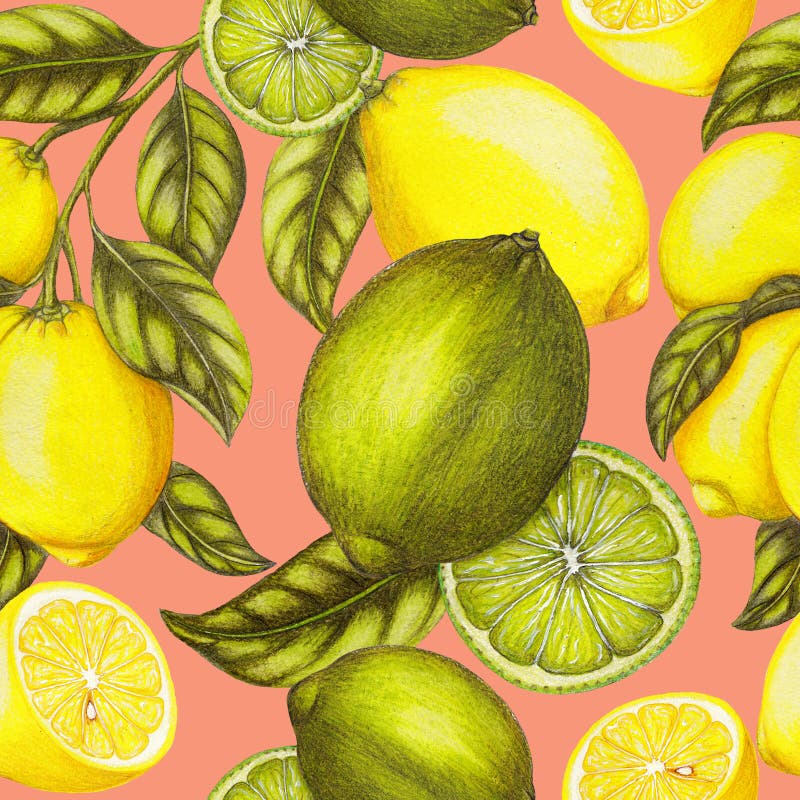 Hand Drawn Seamless Citrus Pattern Stock Illustration - Illustration of ...