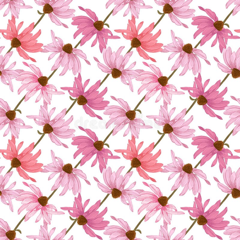 Hand Drawn Seamless Pattern with Echinacea Flowers Stock Vector ...