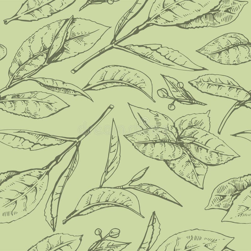 Hand-drawn Seamless Pattern Matcha Leaves on the Green Background Stock ...