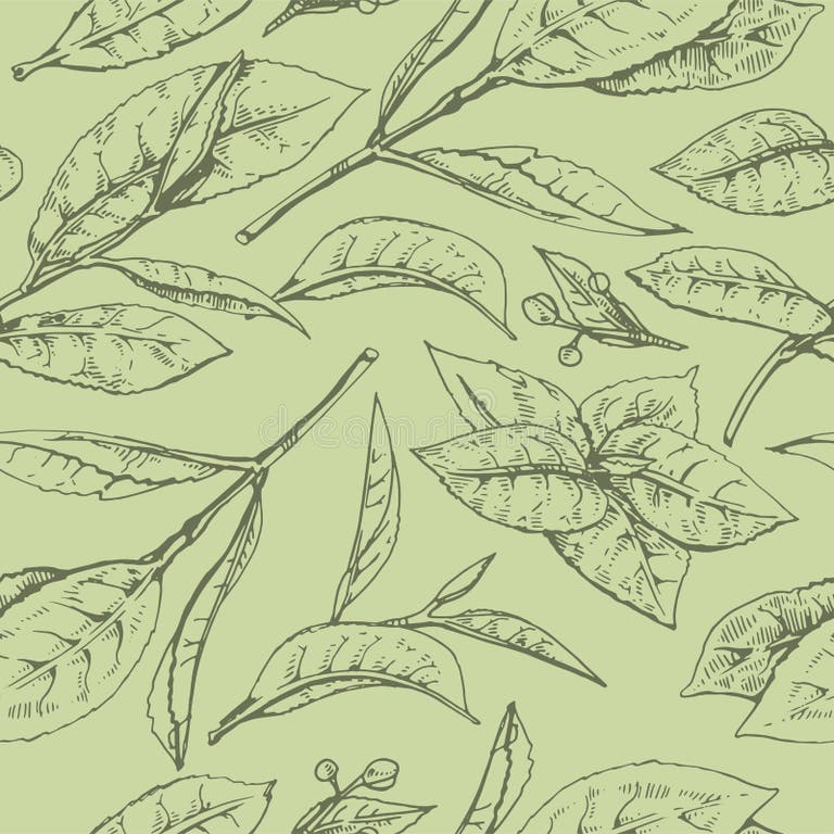 Hand-drawn Seamless Pattern Matcha Leaves on the Green Background Stock ...