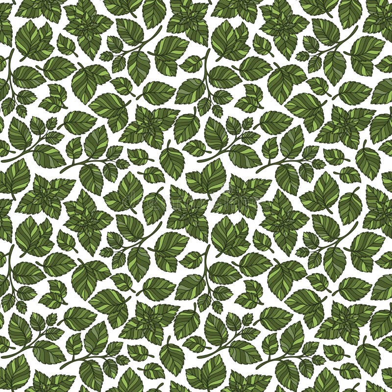 Hand Drawn Seamless Pattern with Mint Leaves Stock Illustration ...
