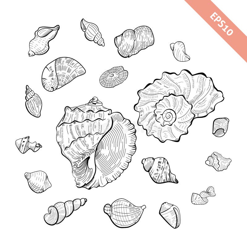 Hand Drawn Seashell Collection. Sketch Style Shell Set Stock Vector ...