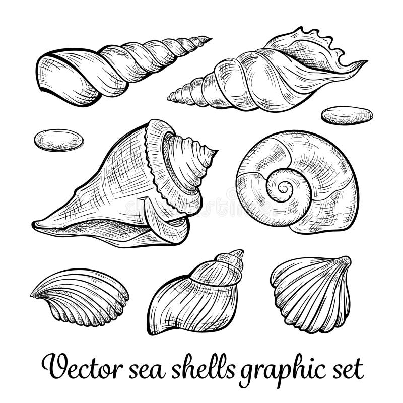 Hand Drawn Seashells Collection Stock Vector - Illustration of rapan ...