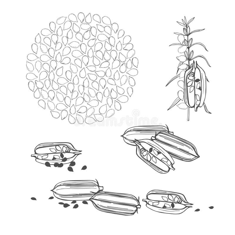 Sesame Plant. Vector Sketch Illustration Stock Vector - Illustration of ...