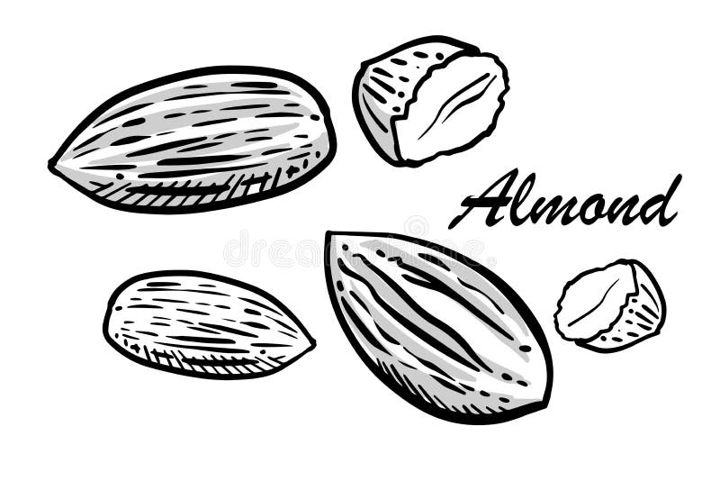 Almonds Drawing Line Stock Illustrations – 338 Almonds Drawing Line ...