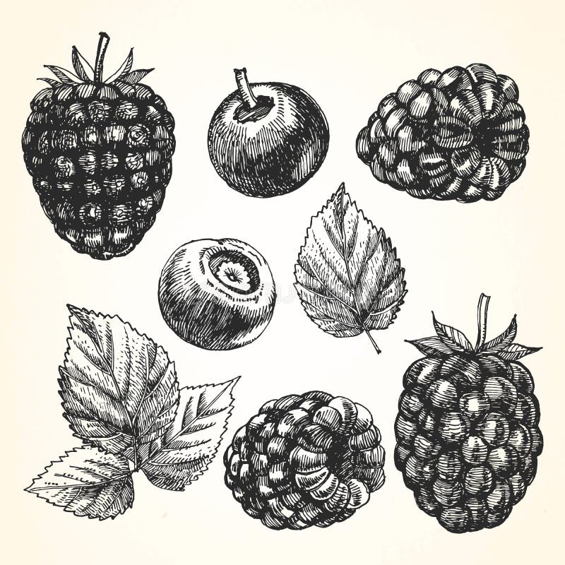 Hand-drawn set of Berries. stock vector. Illustration of fresh - 77563689