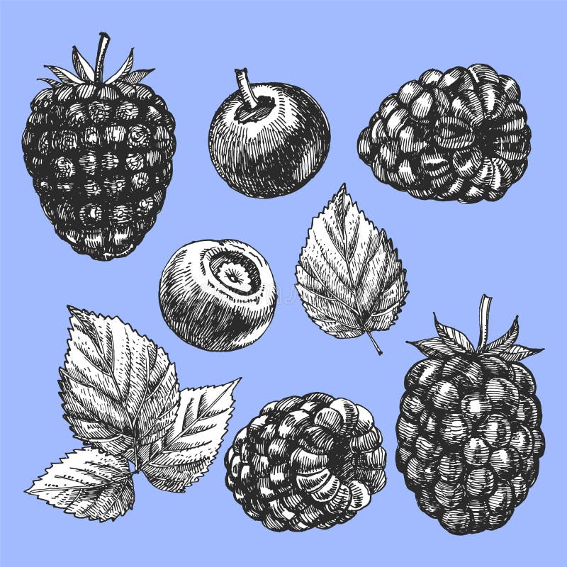 Hand-drawn set of Berries. stock vector. Illustration of plant - 84363351