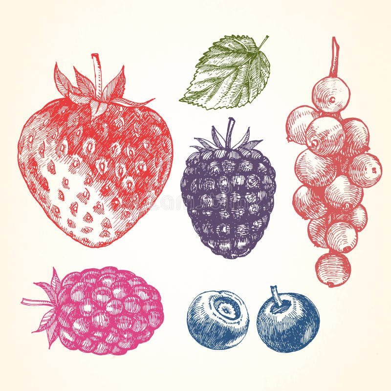 Hand-drawn set of Berries. stock vector. Illustration of season - 85120854