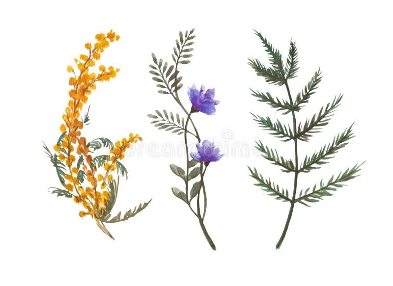 Hand drawn set of branches stock image. Image of branches - 211149875