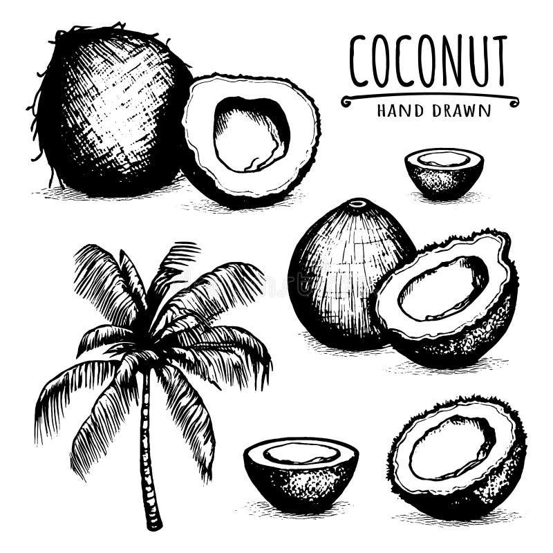 Hand drawn set of coconut stock vector. Illustration of food - 263276625