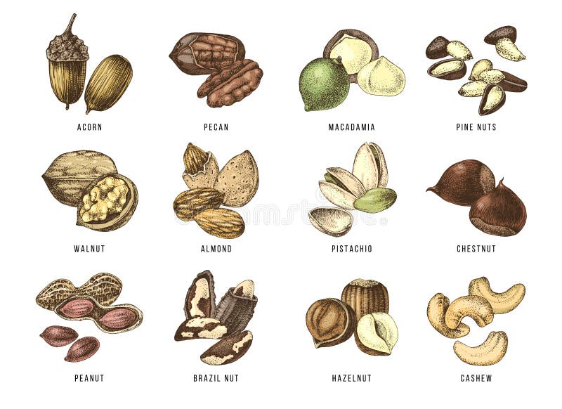 Hand Drawn Set of 12 Edible Nuts Stock Vector - Illustration of healthy ...