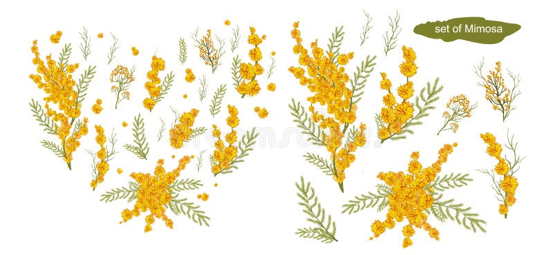 Primrose Doodle Stock Illustrations – 145 Primrose Doodle Stock ...