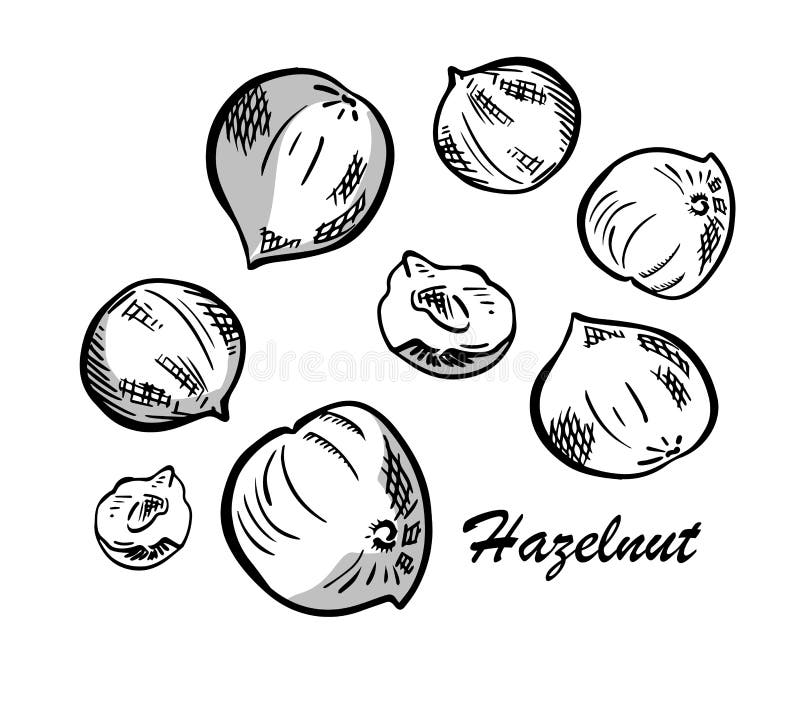 Hand-drawn Peanuts with Shadows. Outline Style, Ink Drawing Vector ...