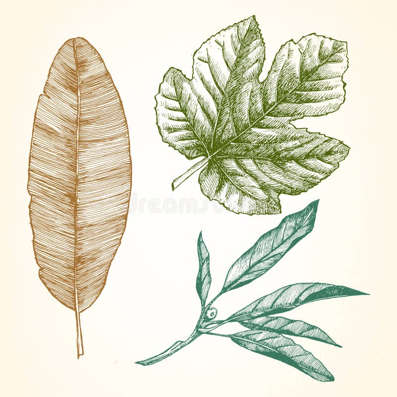 Hand drawn set of leaves. stock vector. Illustration of organic - 85096189