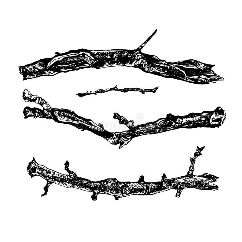 Hand Drawn Set of Tree Branches Stock Vector - Illustration of drawing ...