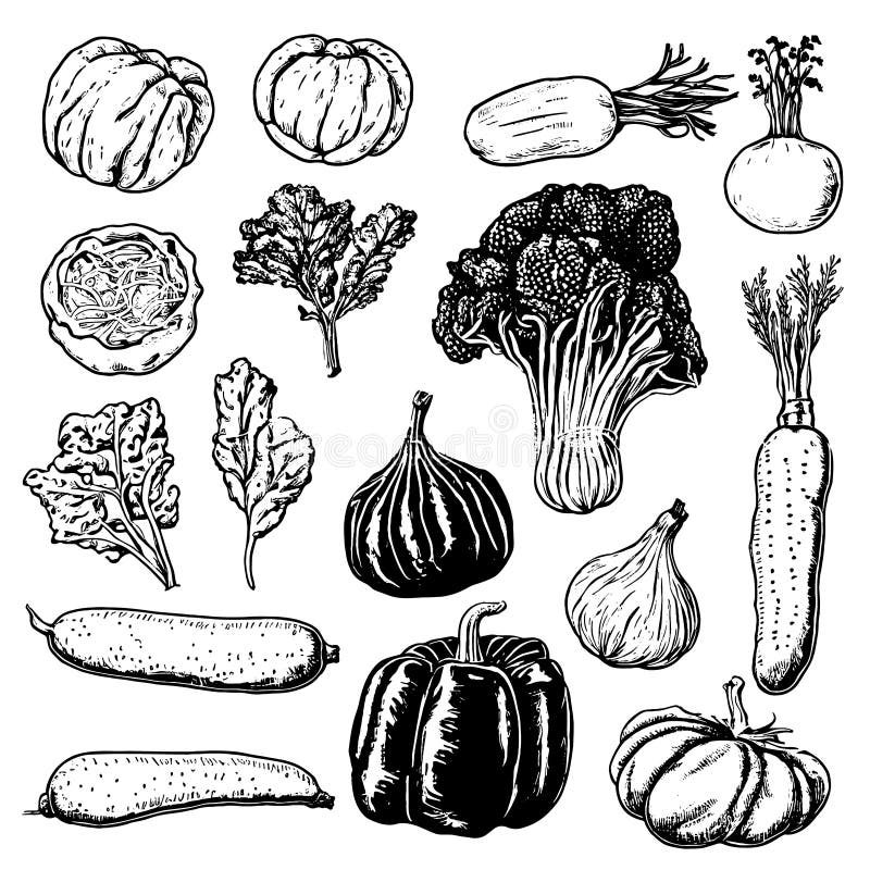 Hand Drawn Set of Vegetables Stock Vector - Illustration of drawn ...