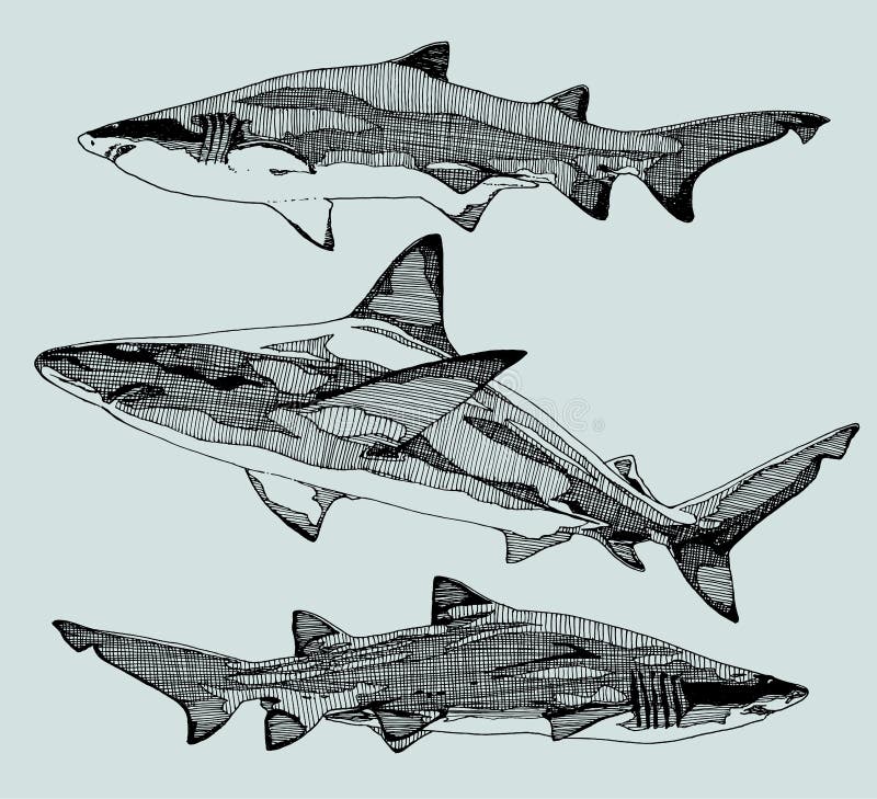 Drawn Sharks Stock Illustrations – 449 Drawn Sharks Stock Illustrations ...