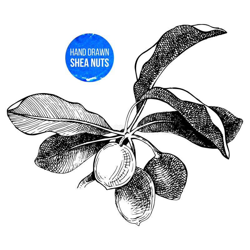 Shea Nut Symbol Stock Illustrations – 139 Shea Nut Symbol Stock ...
