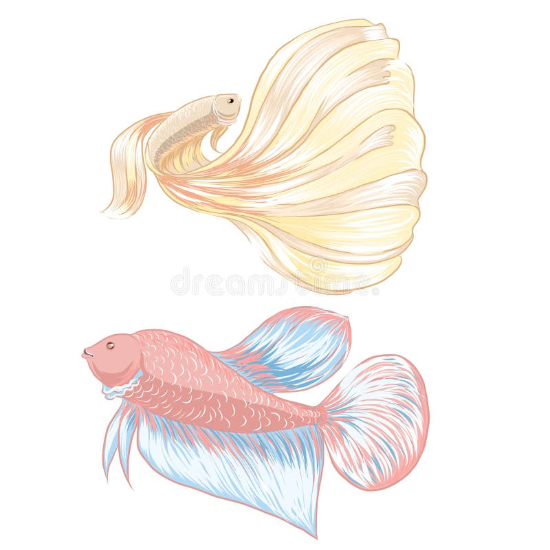 Hand Drawn Siamese Fighting Fish, Beautiful Fish Stock Vector ...