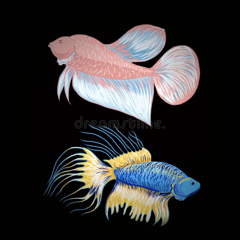Hand Drawn Siamese Fighting Fish, Vector Stock Vector - Illustration of domestic, green: 64075314