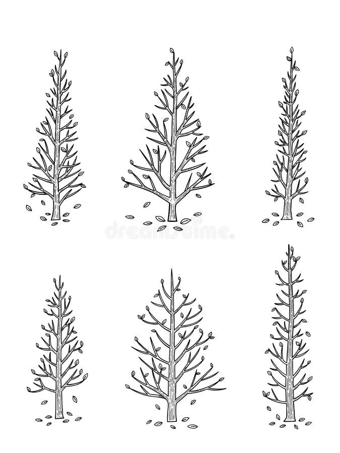 Hand Drawn Side View Pine Tree Vector Set Stock Vector - Illustration ...