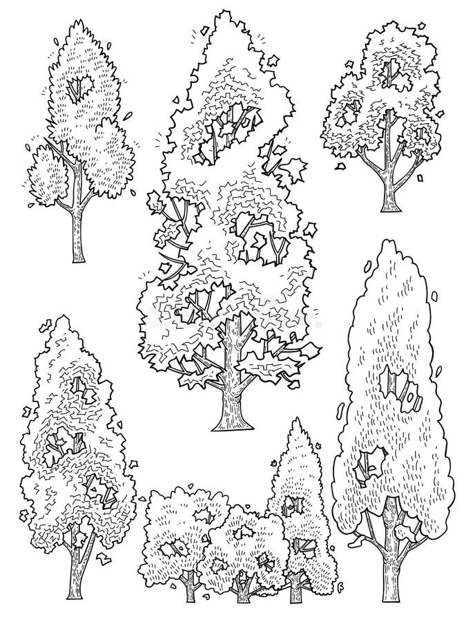 Hand Drawn Side View Tree Vector Set. Stock Vector - Illustration of ...