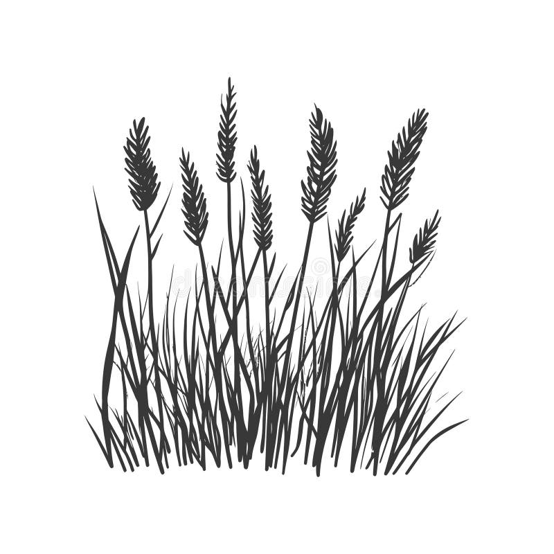 Stylized Silhouette of Wild Grass and Wheat, Elegant Nature ...