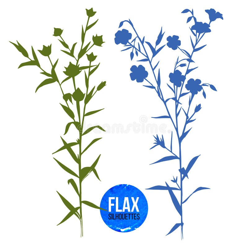 Flax plant stock illustration. Illustration of petal - 55455321