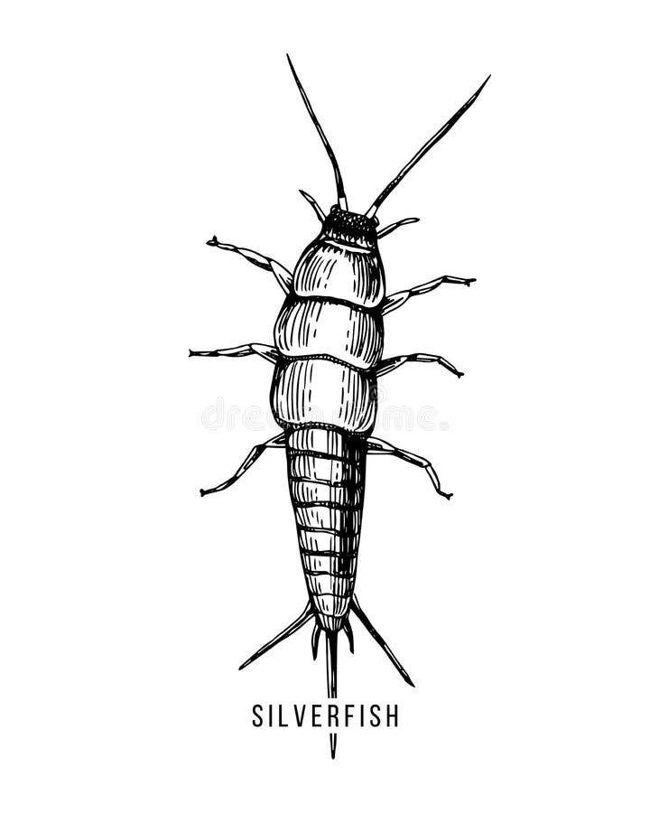Silverfish Vector Stock Illustrations – 294 Silverfish Vector Stock ...