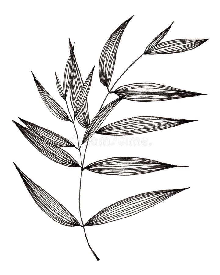 Hand Drawn of Simple Leaf and Foliage Branch Isolated on White ...